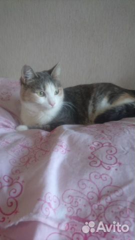 Кошка в добрые руки