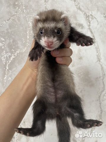 Хорек