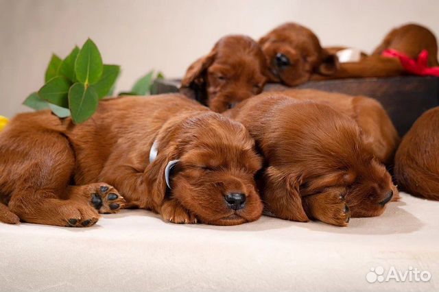 Щенки ирланского сеттера