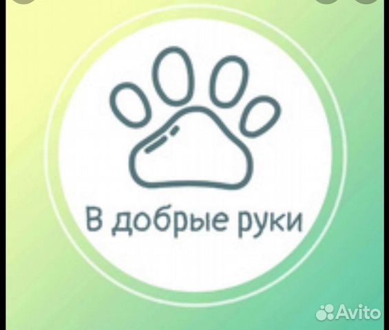 Отдам в добрые руки щенков
