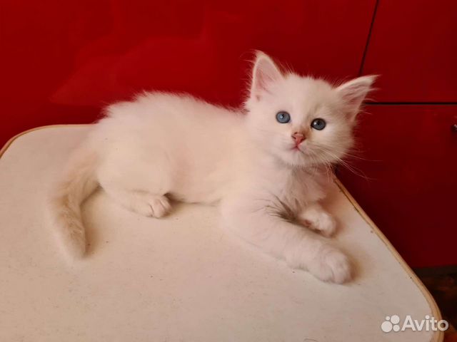 Невские маскарадные котята