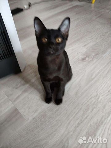 Бомбейские котята