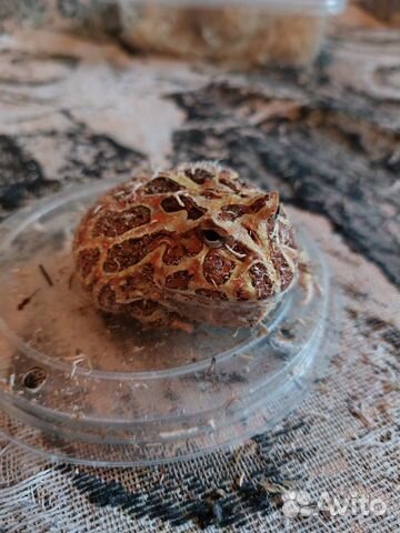 Лягушка рогатка чакская (кранвелла)