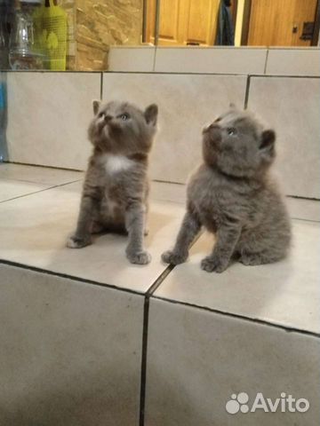 Британские котята