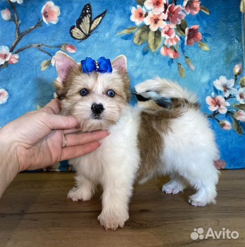 Мерле йорк мальчик с голубыми глазами