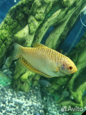 Отдам бесплатно скалярия, сом, тернеция