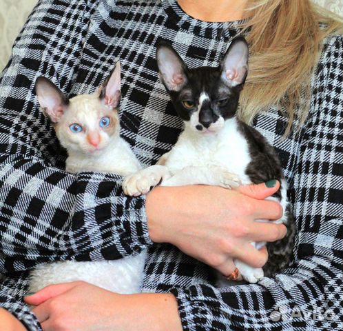 Котята Корниш-Рекс