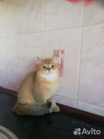 Британская золотая шиншилла