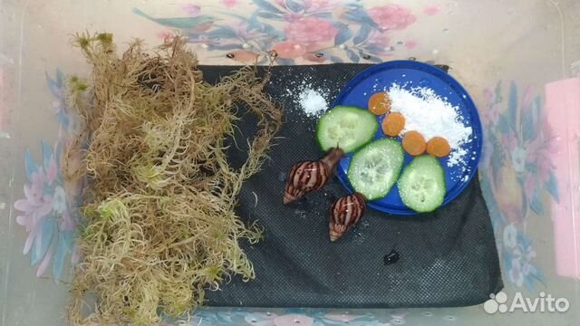 Улитки ахатины с контейнером