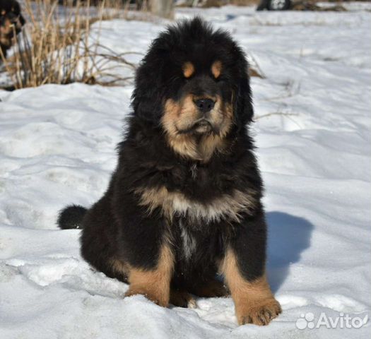 Тибетский мастиф