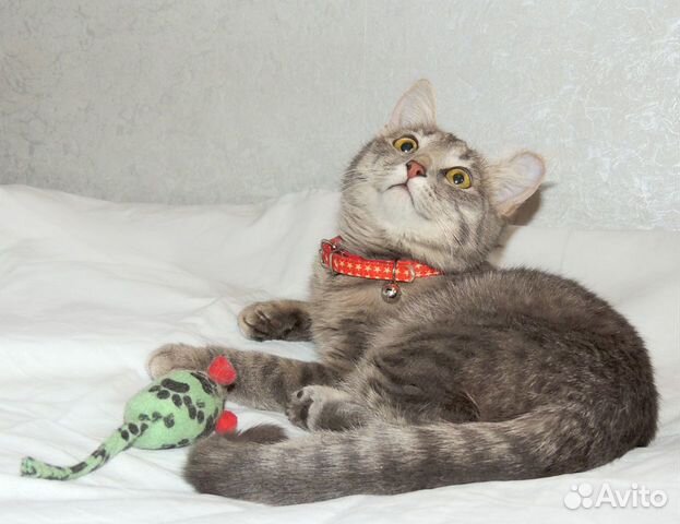 Котенок Боня в добрые руки