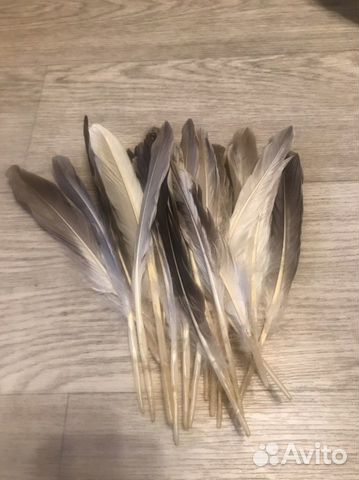 Гусиное перо