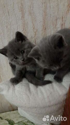 Британские котята