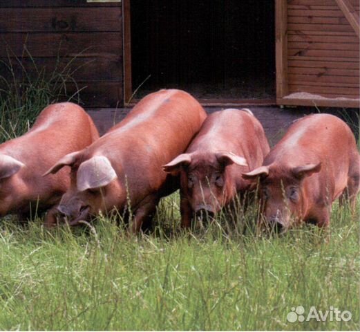 Домашняя свинья