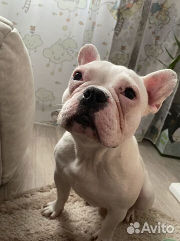 Кобель на вязку