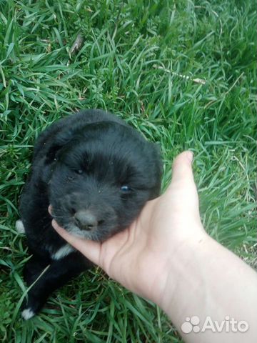 Собака в добрые руки отдам бесплатно