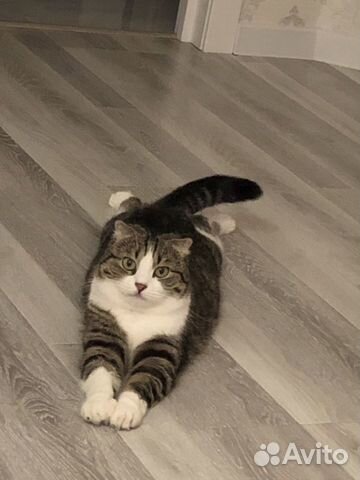 Кошечка дворовая