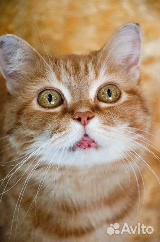 Кошка бесплатно