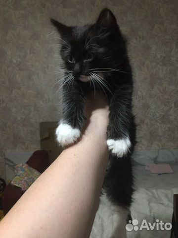 Котенок