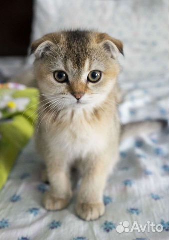 Шотландский вислоухий котенок