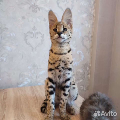 Саванна ф0