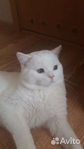 Скотиш страйт шотландец