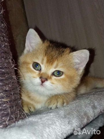 Шотландские котята