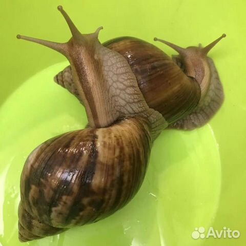 Улитки ахатины