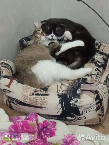 Вязка две прелестных кошечки