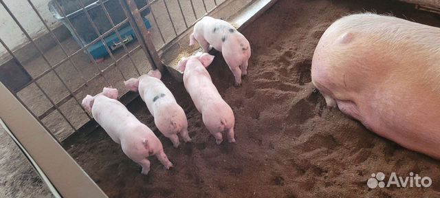Поросята на племя см1-пьетрен