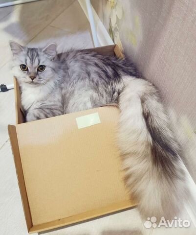 Британские длинношерстные котята