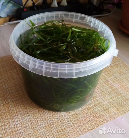 Аквариумные растения