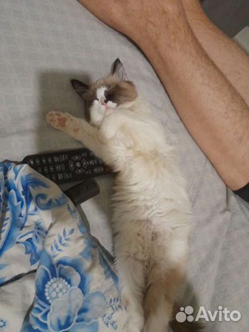 Отдам, милую, игровую кошечку в добрые руки