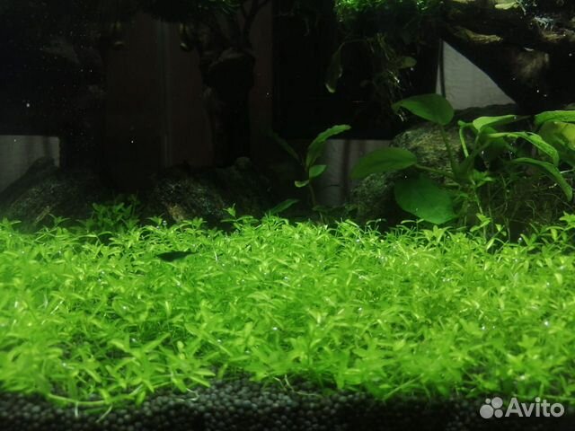 Микрантемум