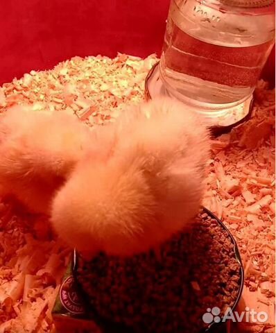 Индюшата хайбрид конвертер