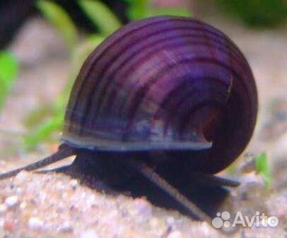 Черничные ампулярии