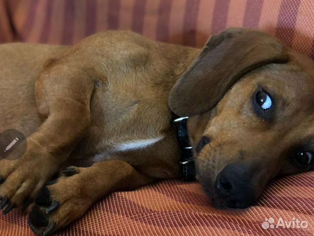 Собака в добрые руки