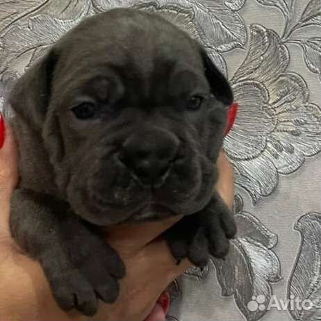 Щенки кане Корсо