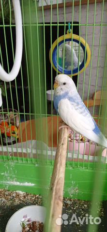 Волнистый попугай самка