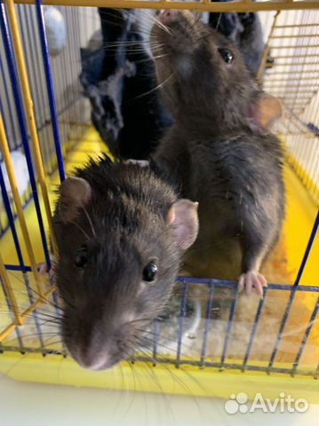 Крыса,два мальчика 5 месяцев