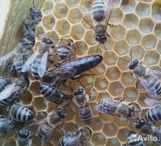 Пчелосемьи