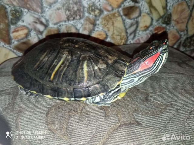 Красноухая черепаха