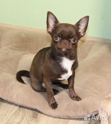 Шоколадная кроха