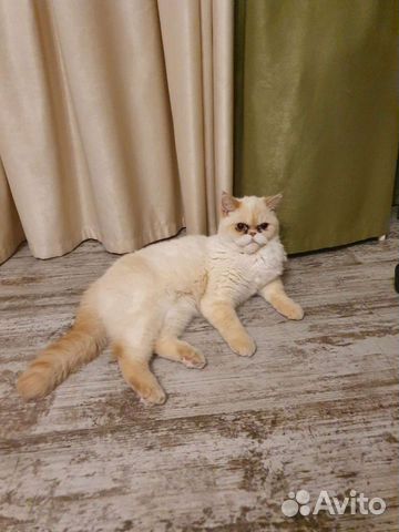 Экзотическая короткошерстная кошка
