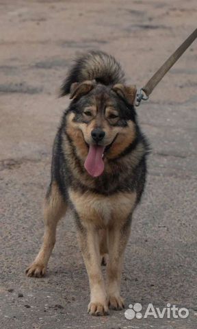 Молодой и ласковый Шелтон в добрые руки