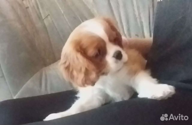 Кавалер кинг чарльз спаниель мальчик