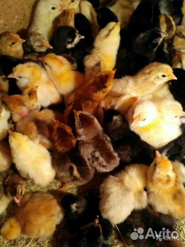 Цыплята суточные