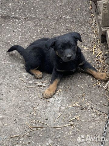 Чистокровные дворяне