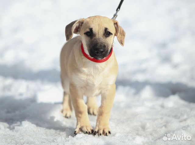 Малышка Дынька в приюте