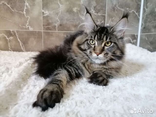 Плюшечка